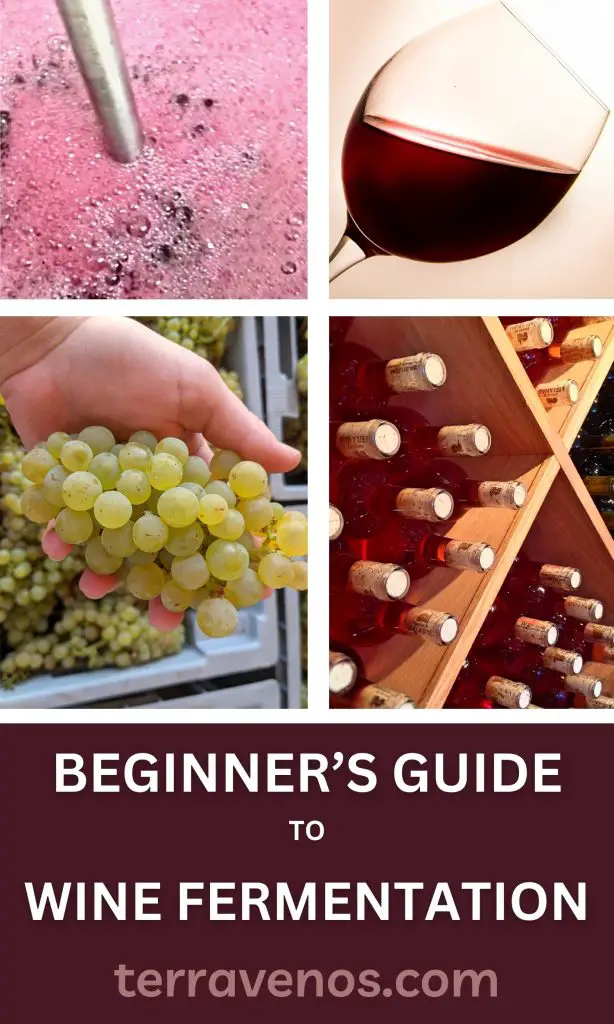 Beginners-guide-wine-fermentation-1